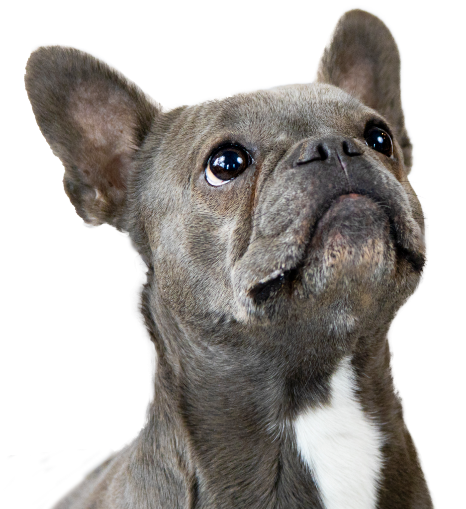 Pet Medical Transport 720 899 7114 pet-medical-transport-720-899-7114
